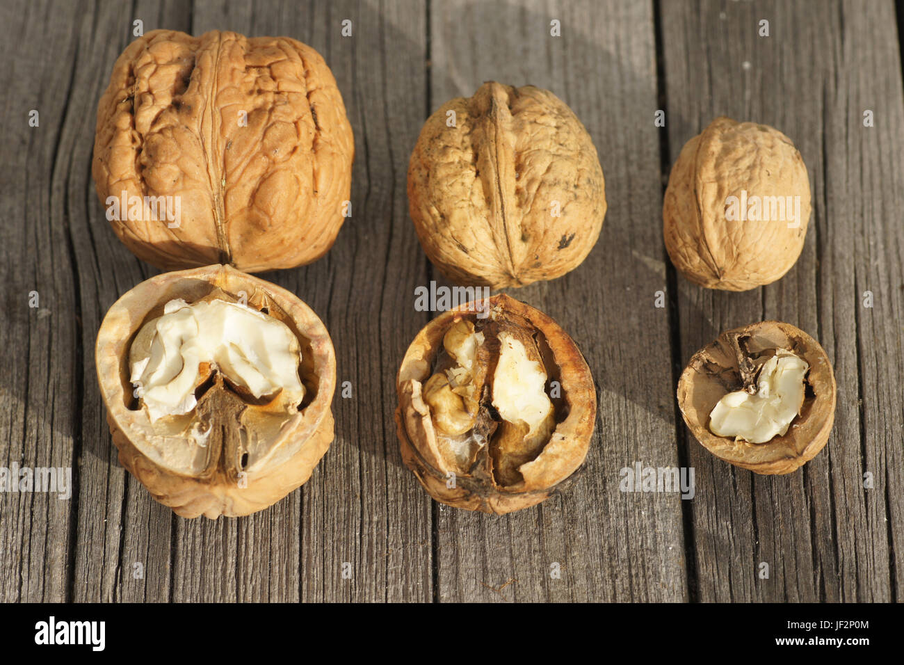 Juglans regia, Walnut, large and small nuts Stock Photo - Alamy