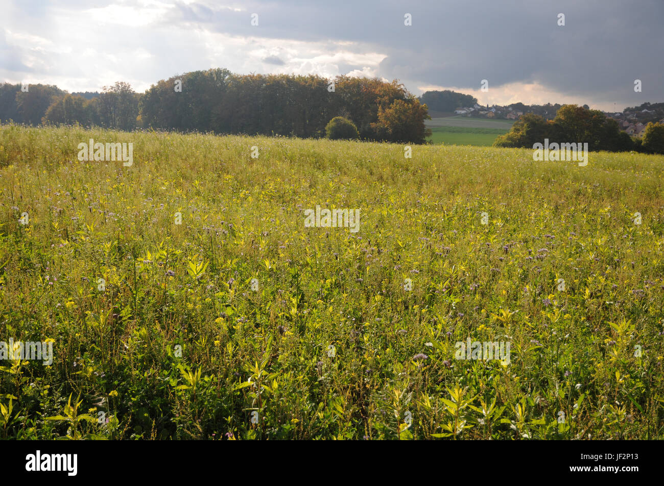 Nigerseed hi-res stock photography and images - Alamy