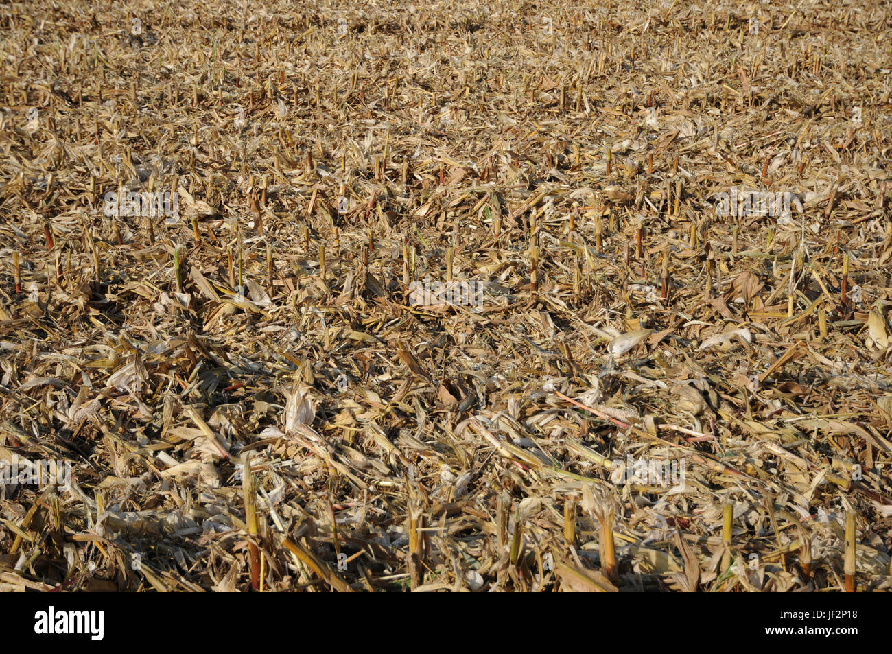 Maize harvesting hi-res stock photography and images - Alamy