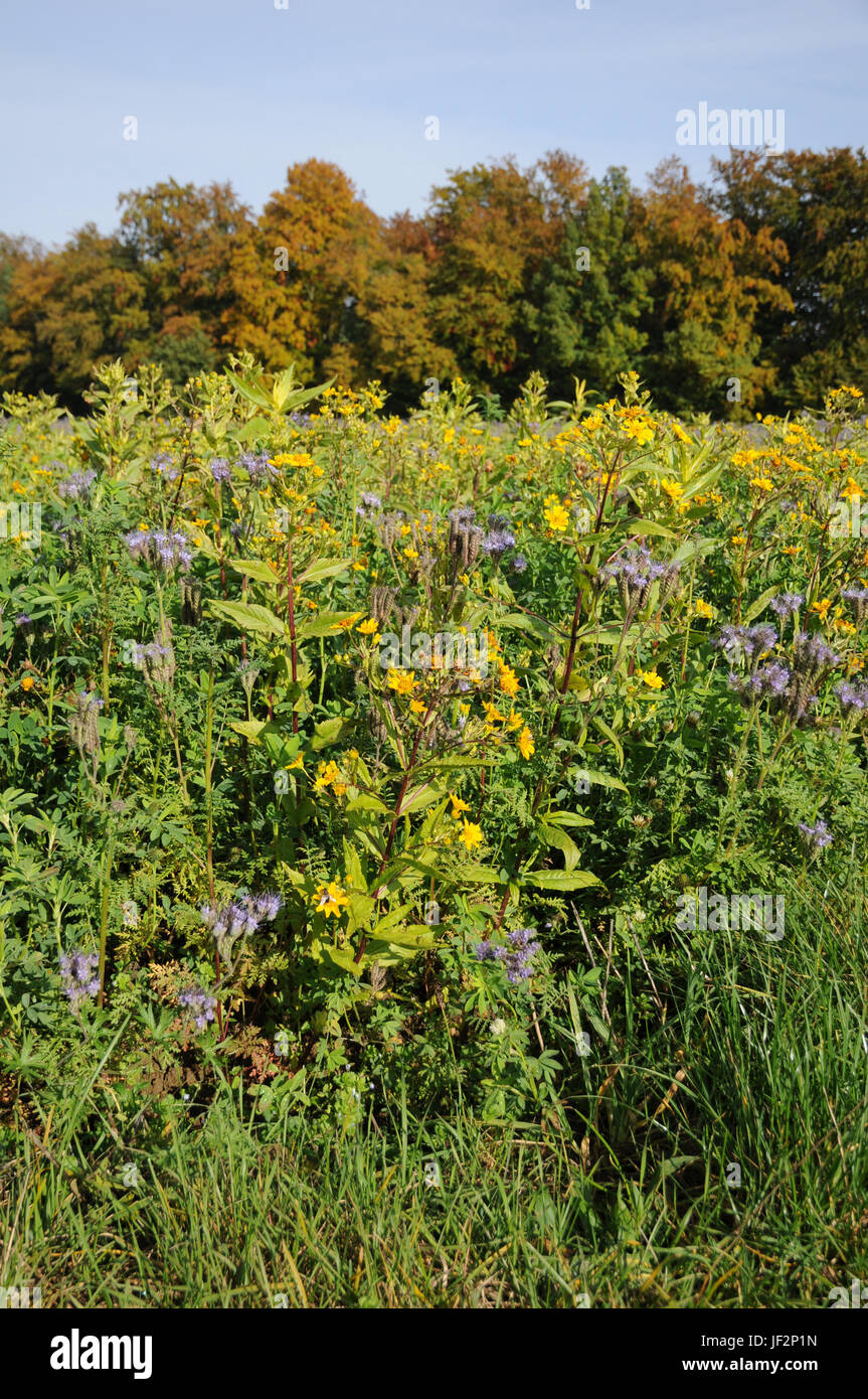 Gingellikraut hi-res stock photography and images - Alamy