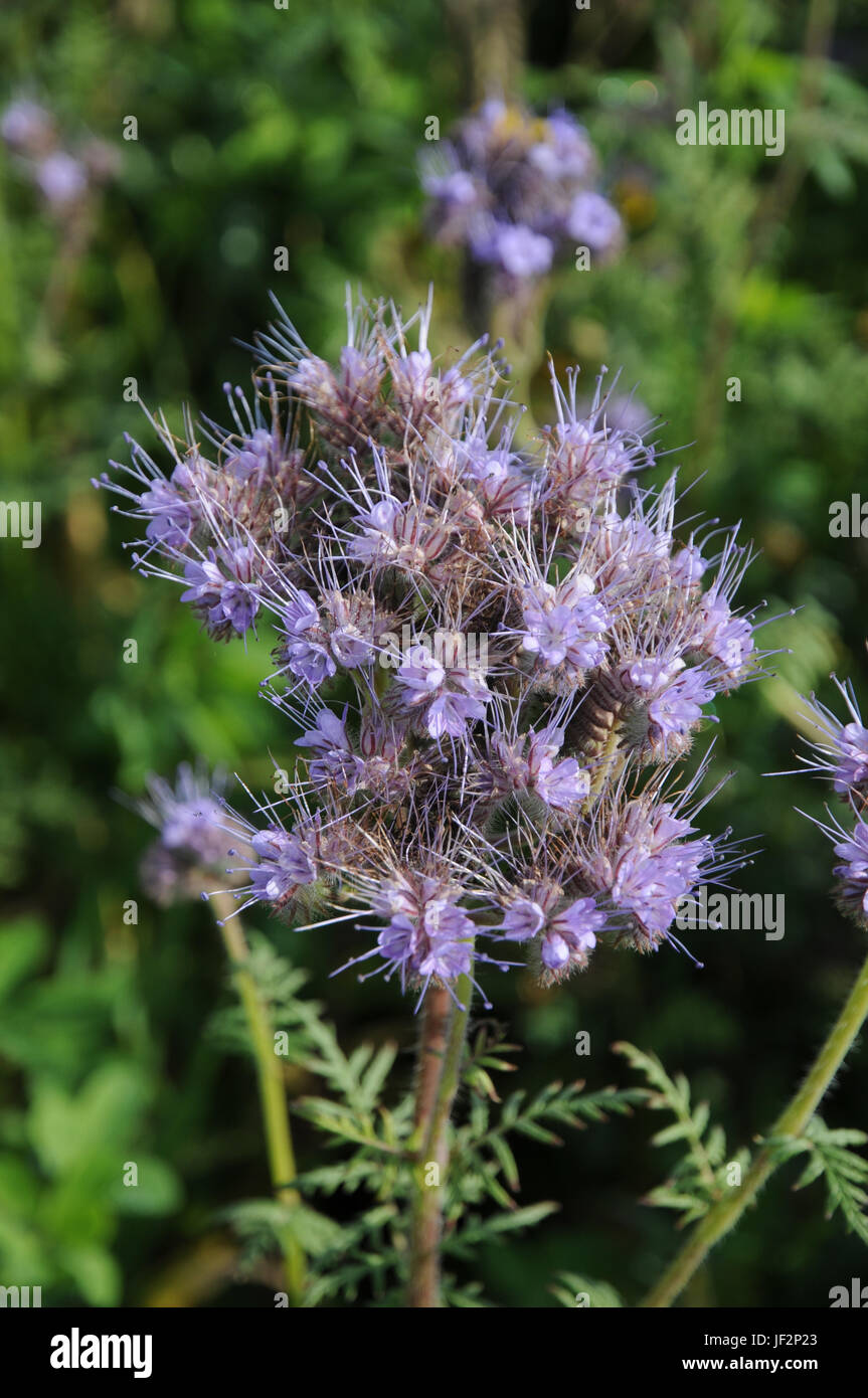 Scorpion weed hi-res stock photography and images - Alamy