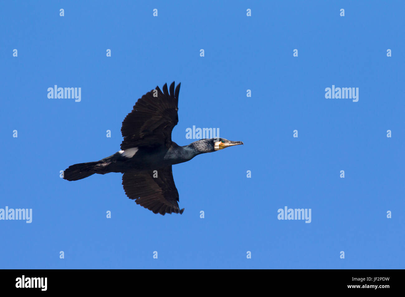 Great cormorant / great black cormorant (Phalacrocorax carbo) in ...