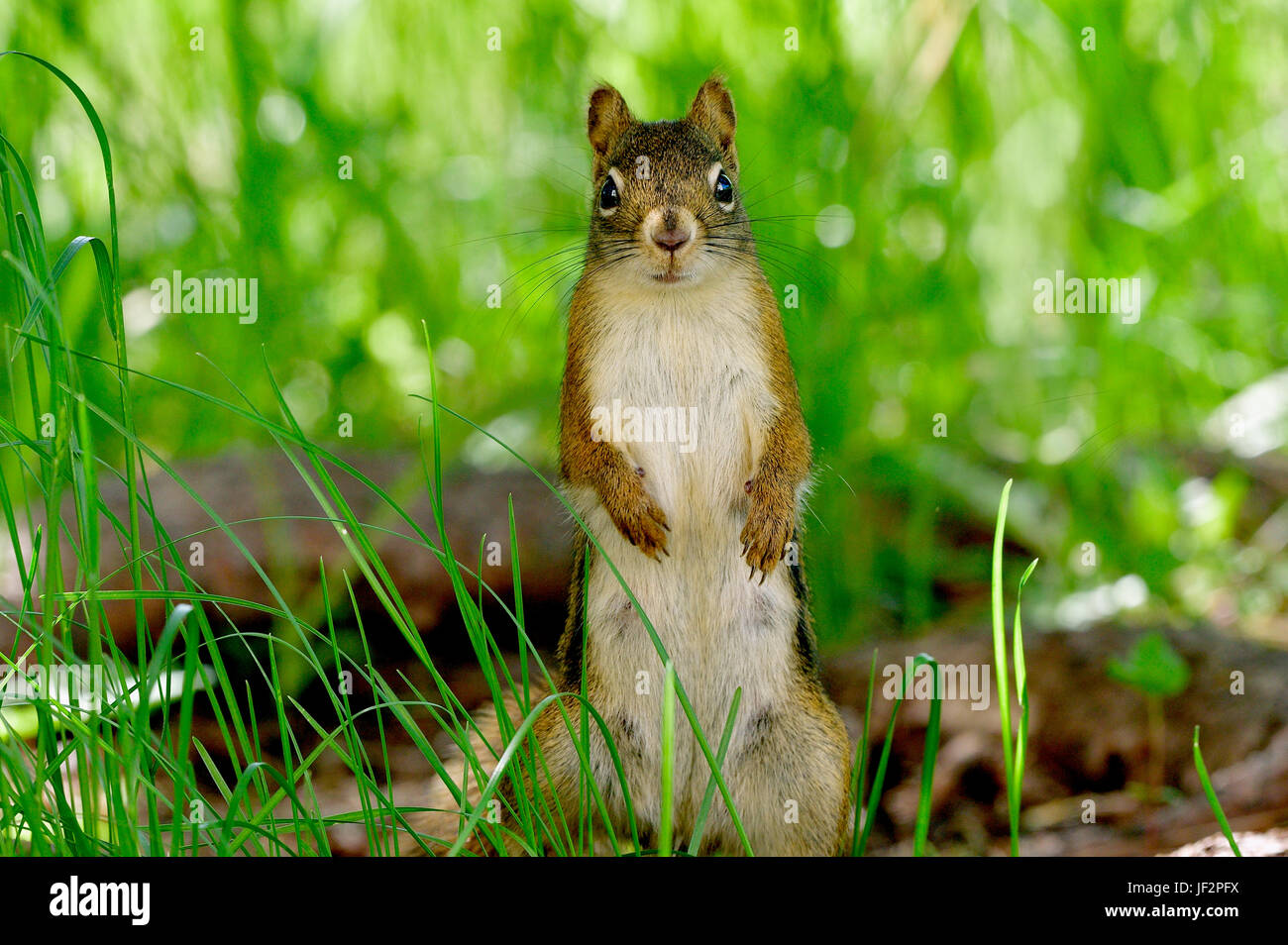 Squirrels feet hi-res stock photography and images - Alamy