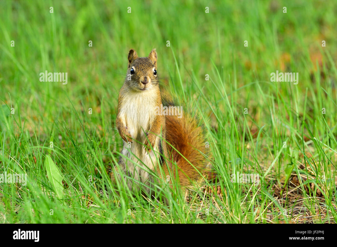 Squirrels feet hi-res stock photography and images - Alamy
