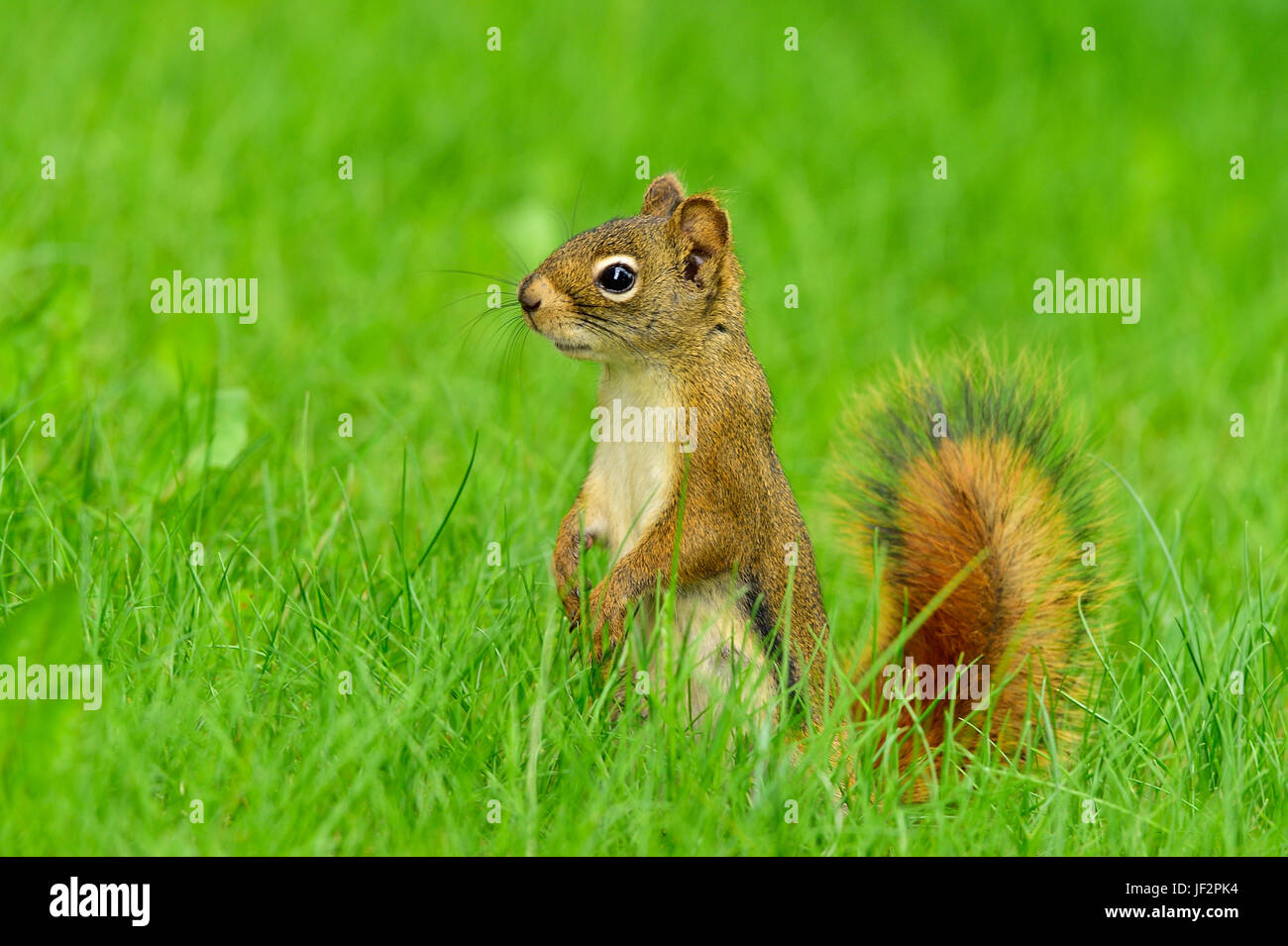 Squirrels feet hi-res stock photography and images - Alamy