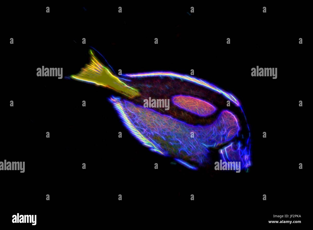 Neon fisch hi-res stock photography and images - Alamy