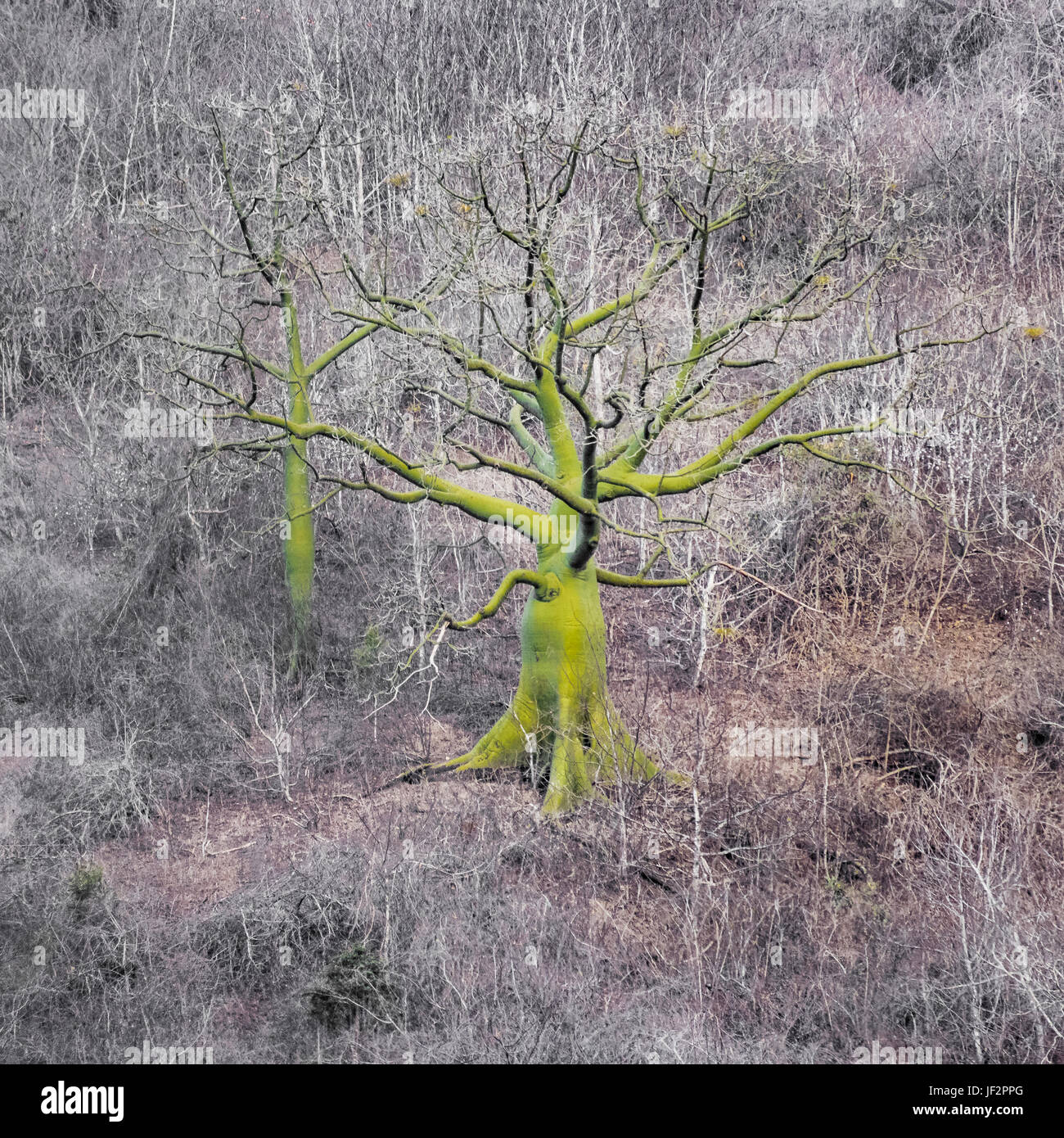 Exotic Tree at Meadow Guayas Ecuador Stock Photo - Alamy
