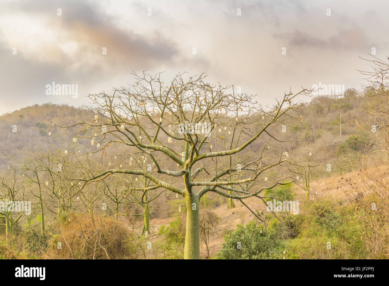 Exotic Tree at Meadow Santa Elena Ecuador Stock Photo - Alamy