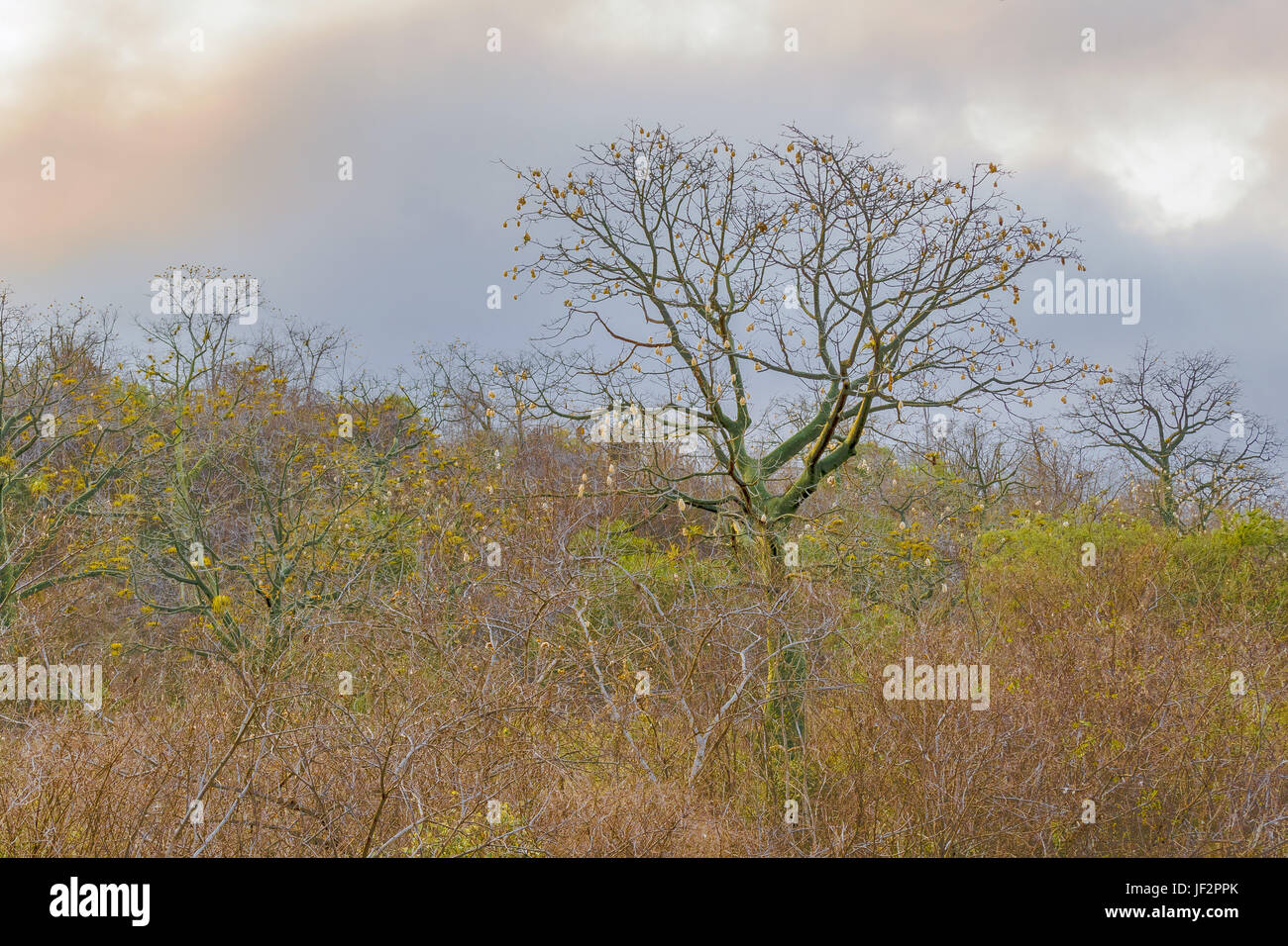Meadow scene hi-res stock photography and images - Alamy