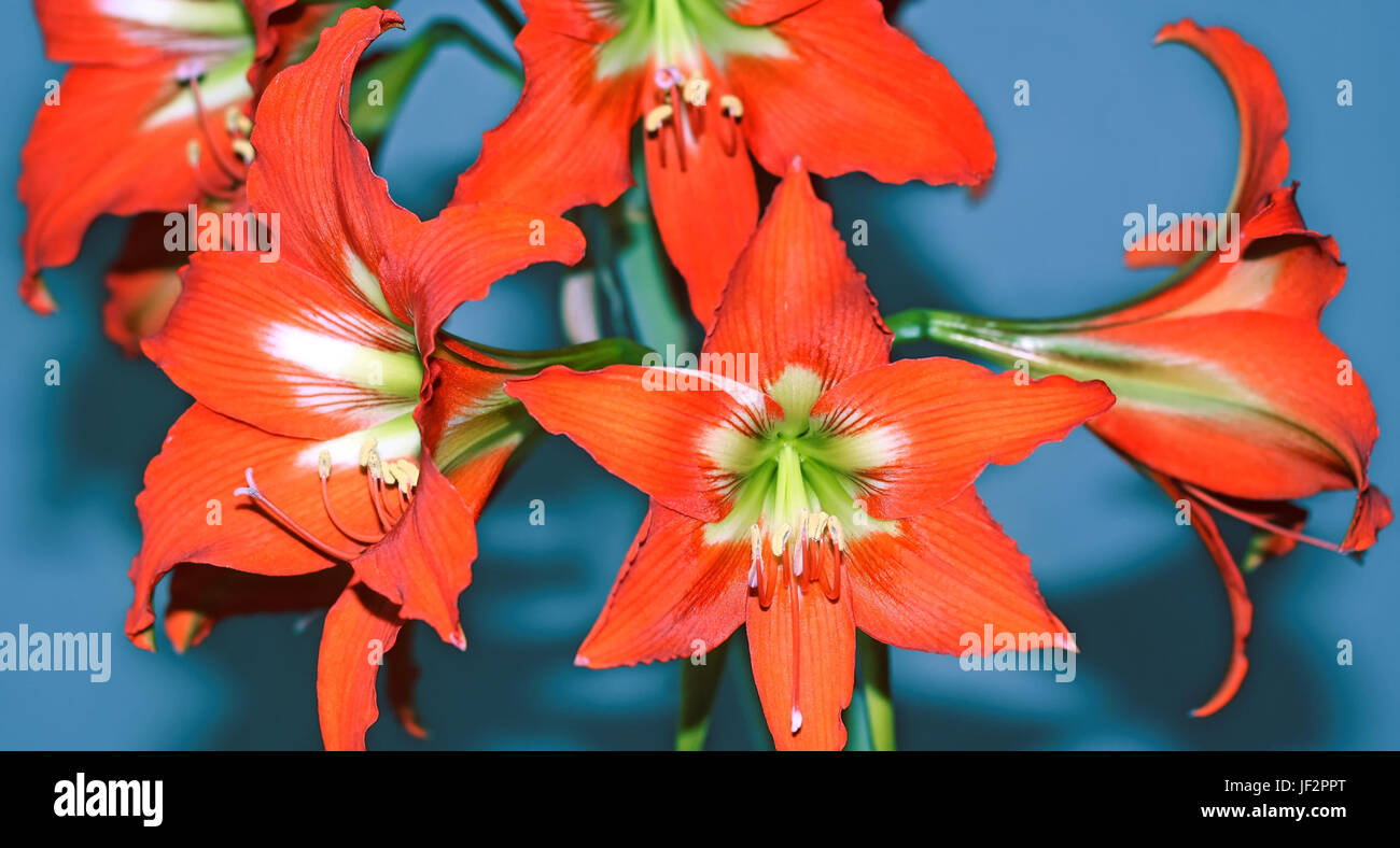 Blue amaryllis hi-res stock photography and images - Alamy