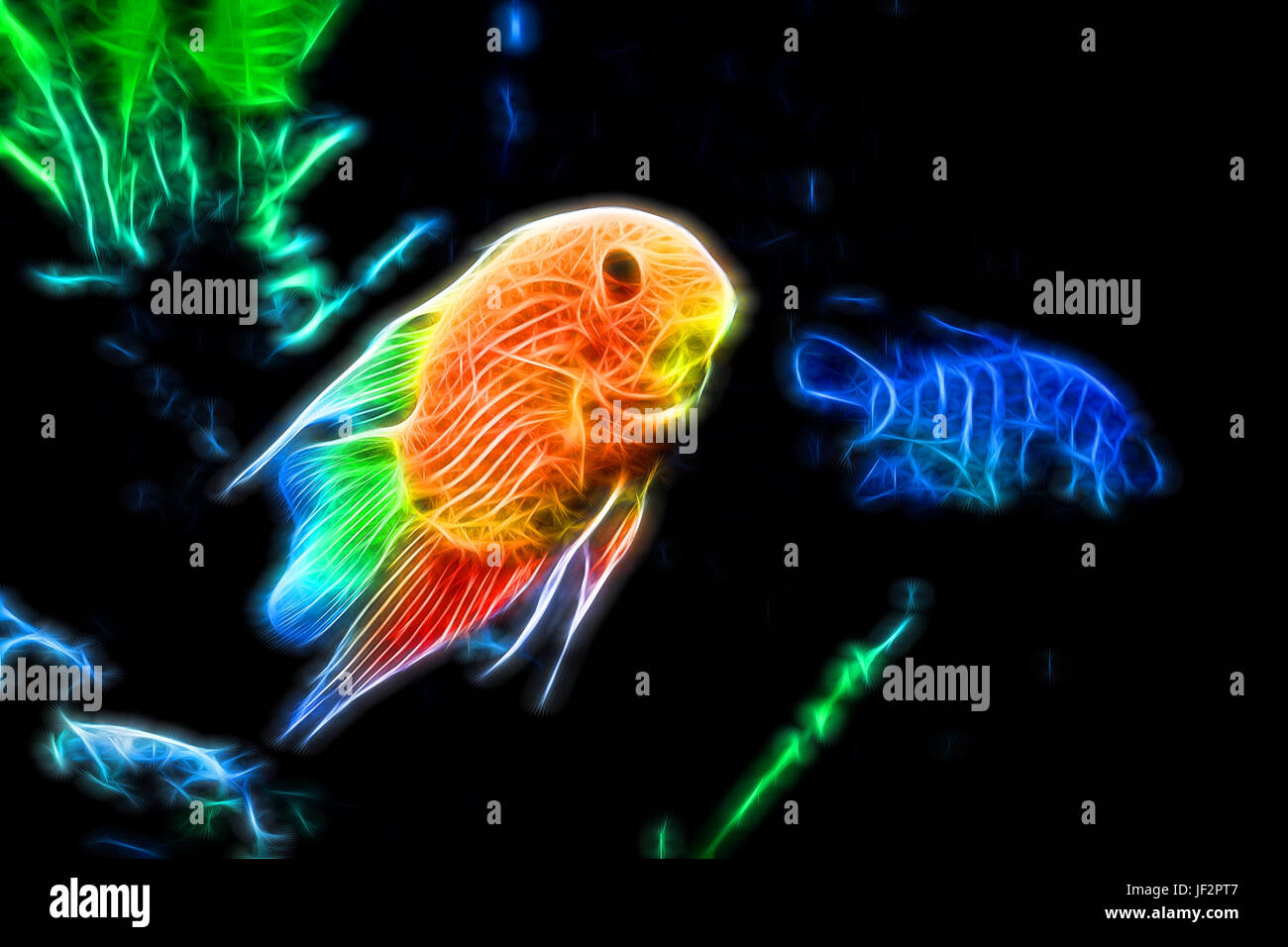 Neon fisch hi-res stock photography and images - Alamy