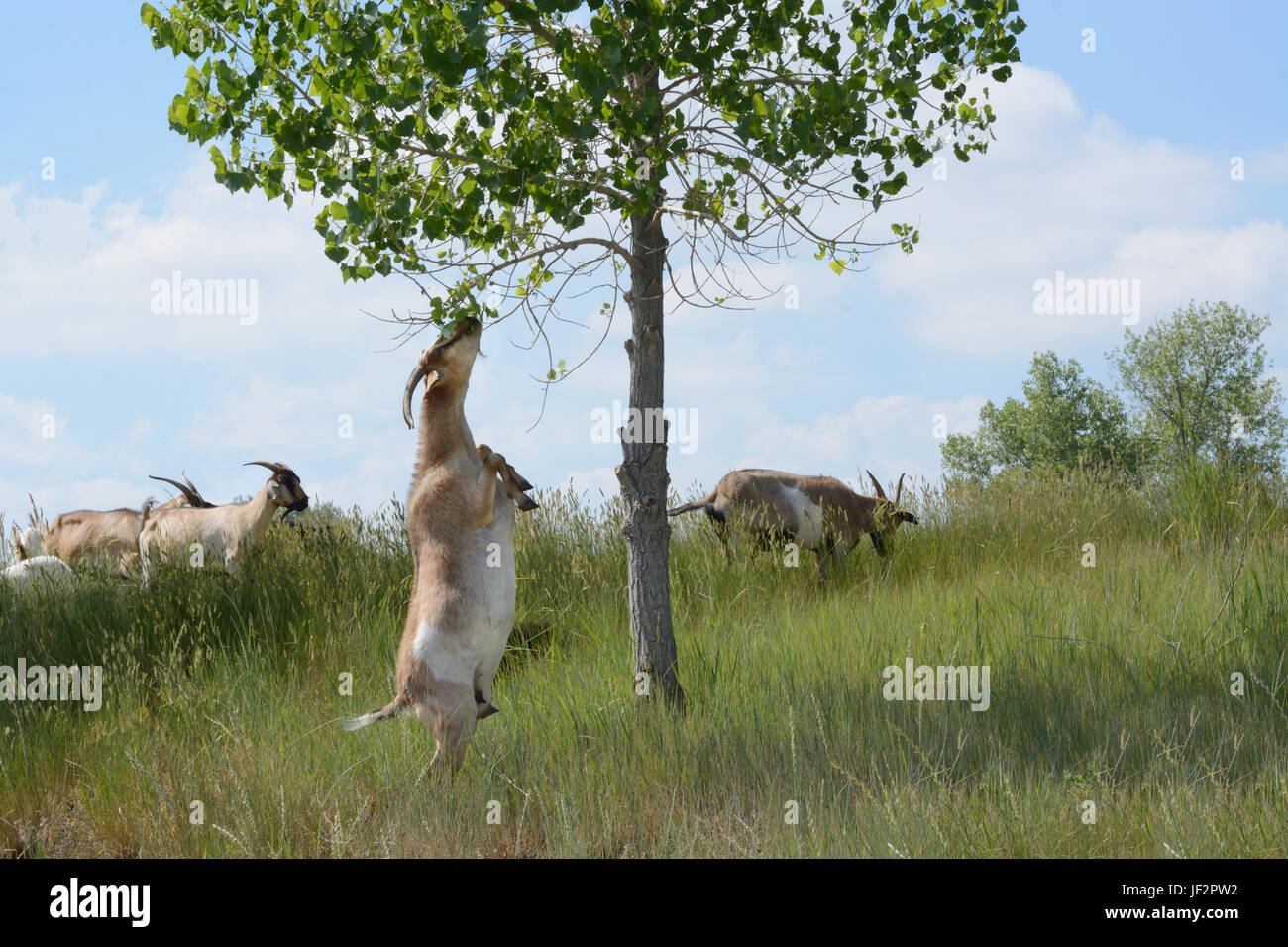 Goat standing on tree hi-res stock photography and images - Alamy