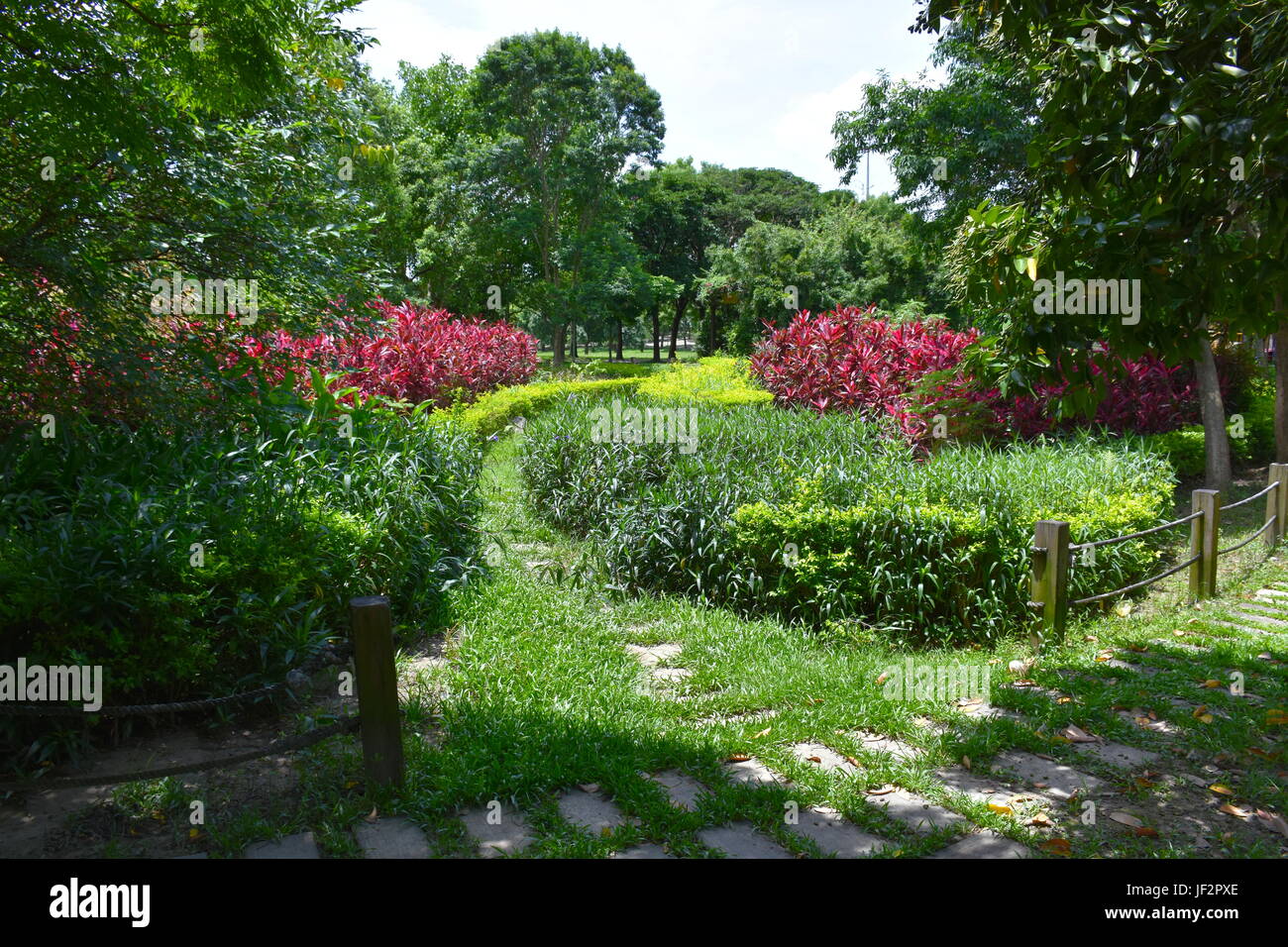 Plants shrub shrubs palm tree trees path hi-res stock photography and ...