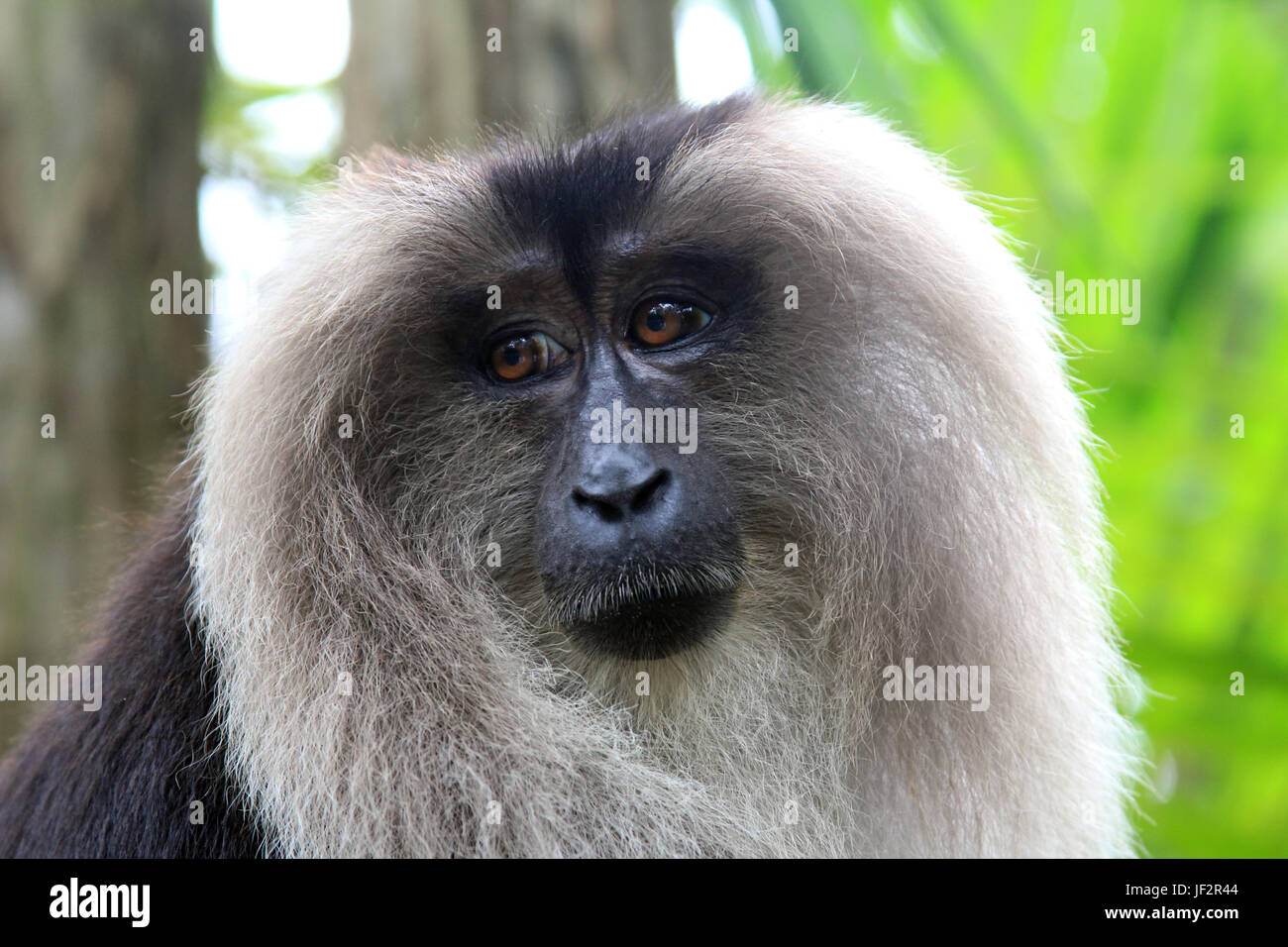 Portrait of the sad monkey Stock Photo - Alamy