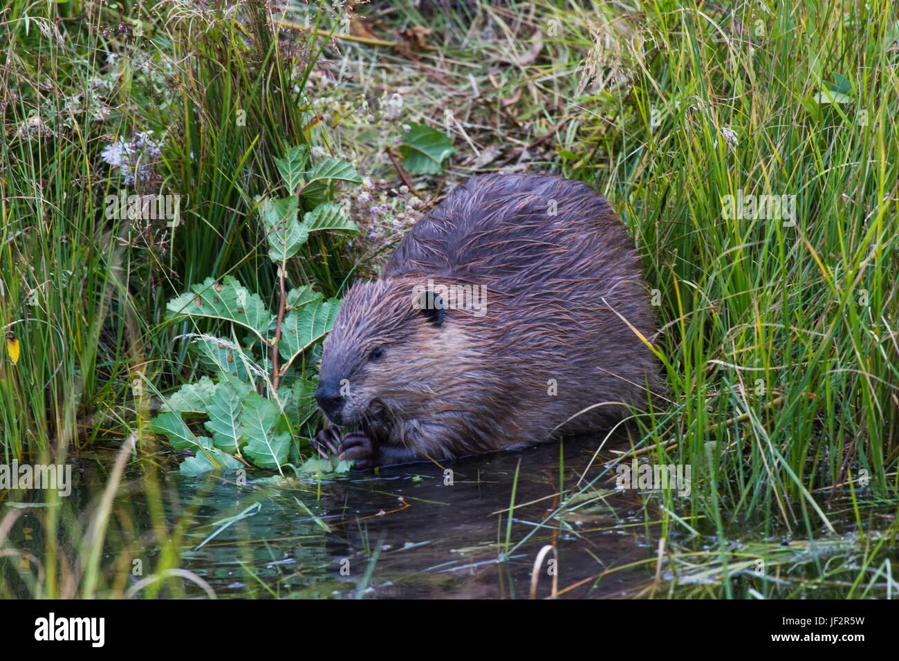 Canadian Beaver 6 Stock Photo - Alamy