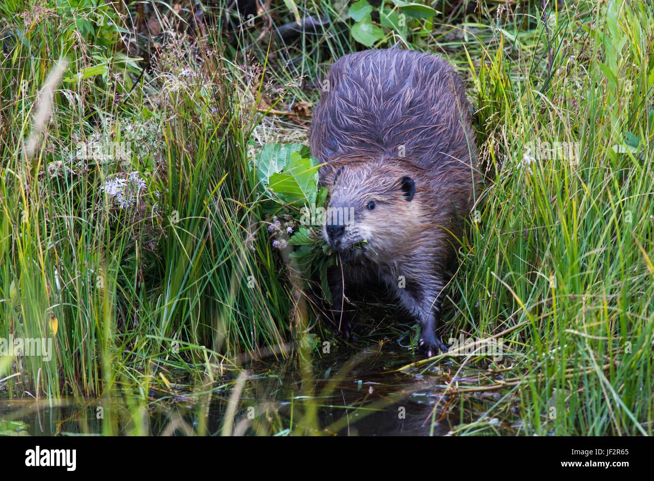 Canadian Beaver 5 Stock Photo - Alamy