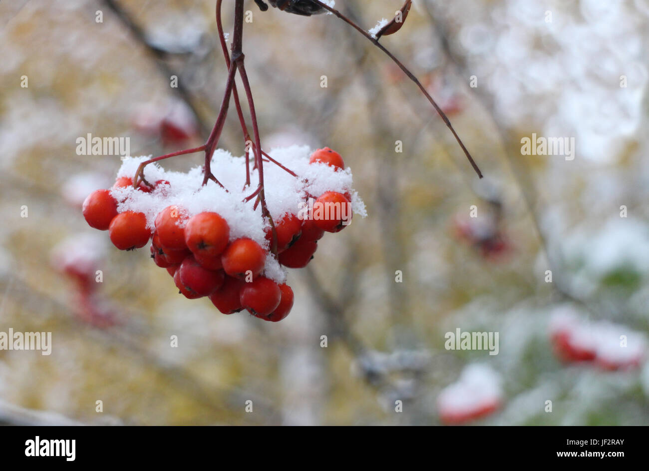 Mountain ash covered snow hi-res stock photography and images - Alamy