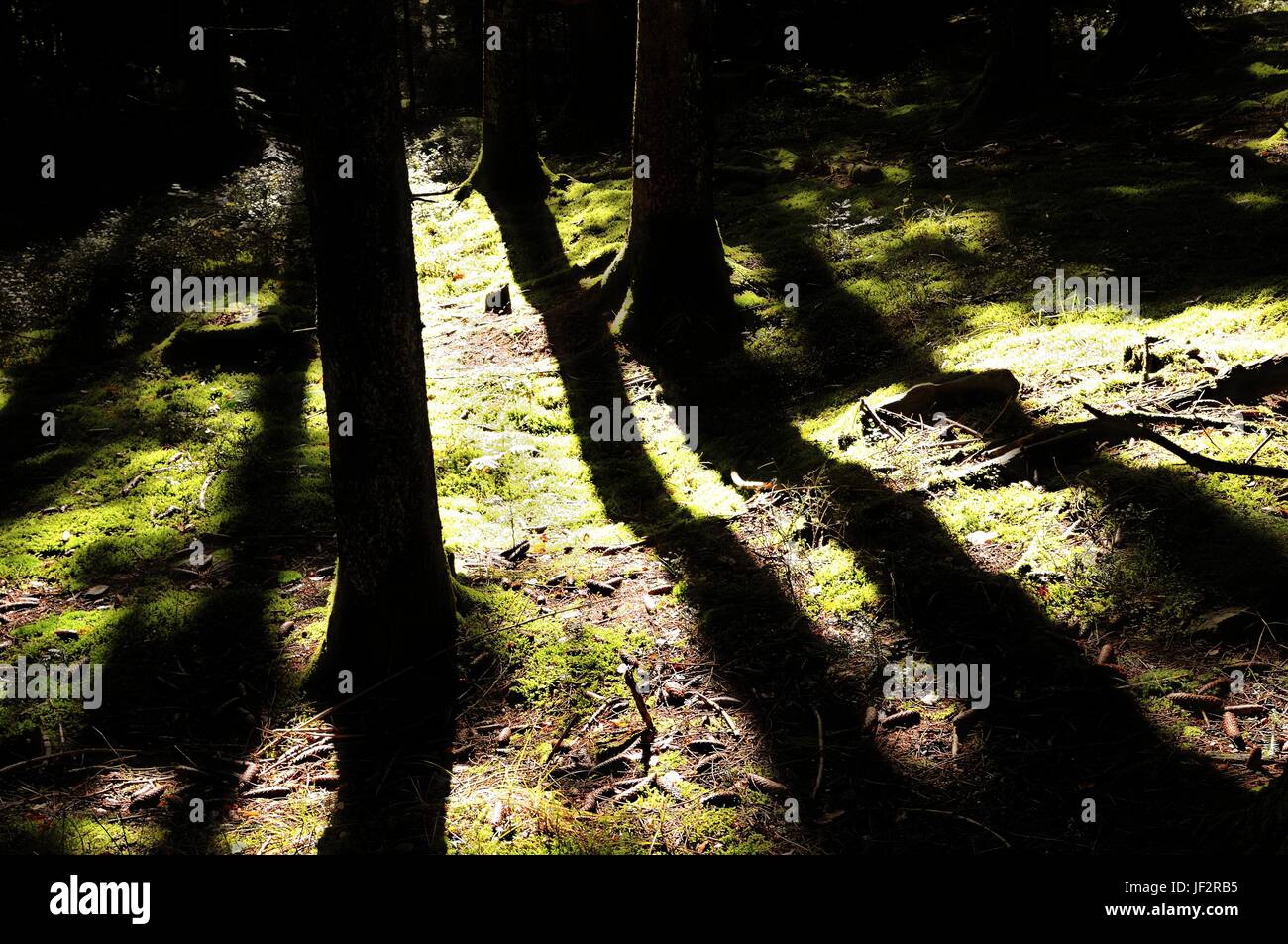 in the shadow forest Stock Photo - Alamy