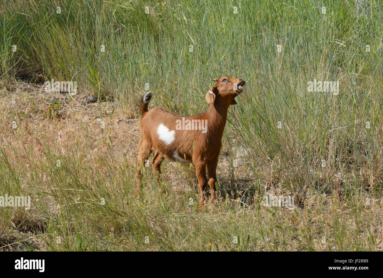 Baby goat eating hi-res stock photography and images - Alamy