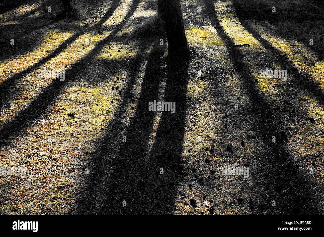Textur waldboden hi-res stock photography and images - Alamy