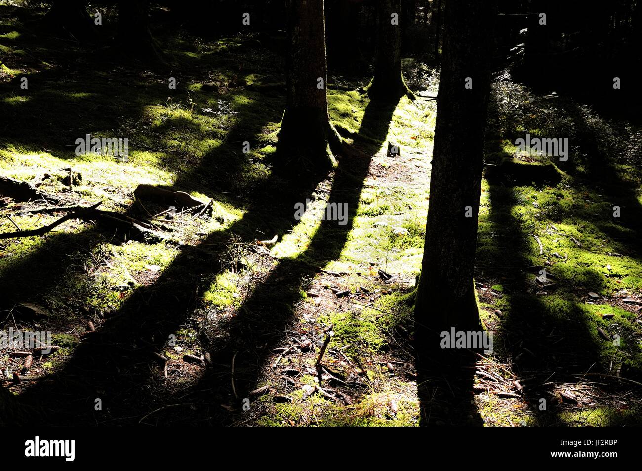Shadows in the forest Stock Photo - Alamy