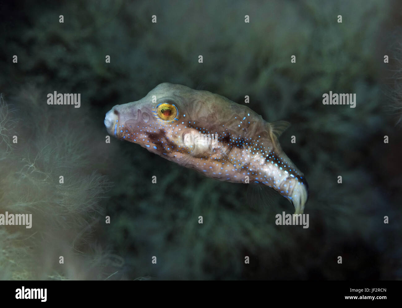 Macronesian sharpnose puffer swimming along a reef in Taurito, Gran ...