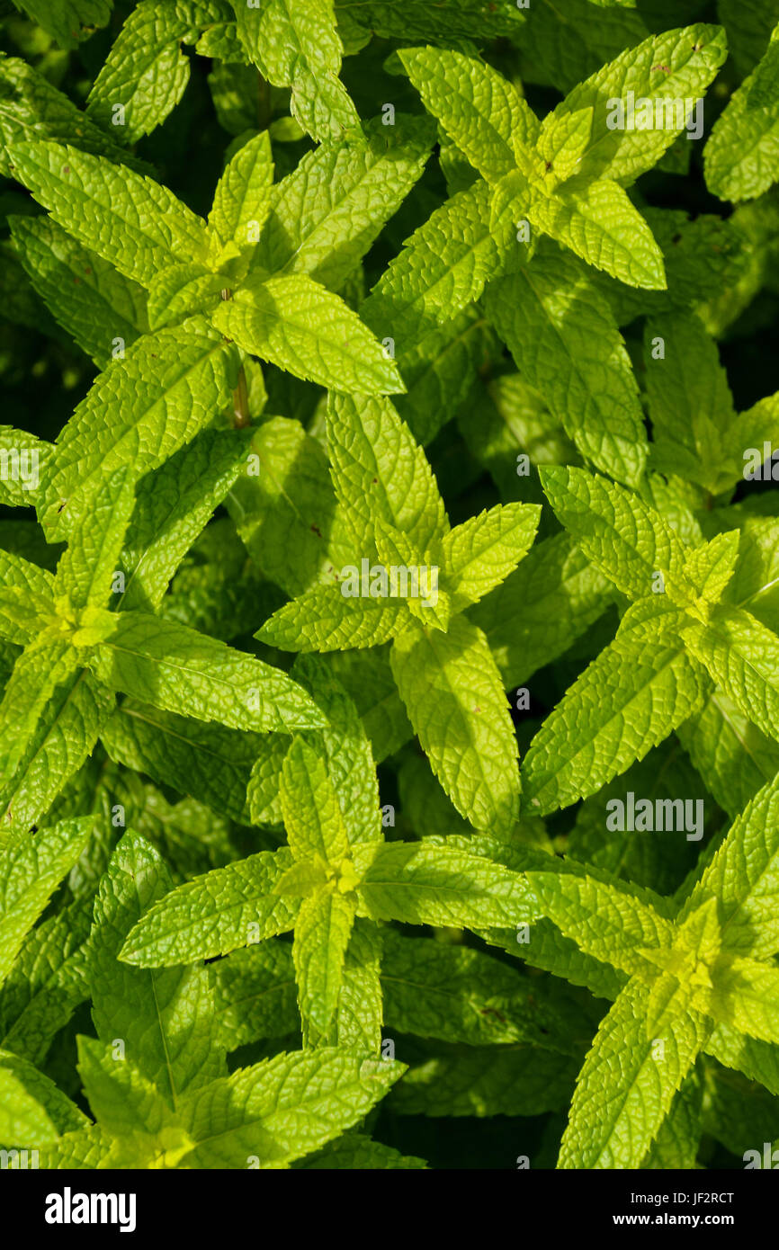 mint plant grow at vegetable garden Stock Photo - Alamy