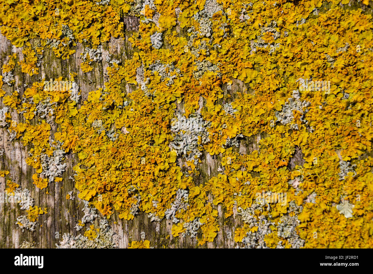Photo Picture texture Lichens Stock Photo - Alamy