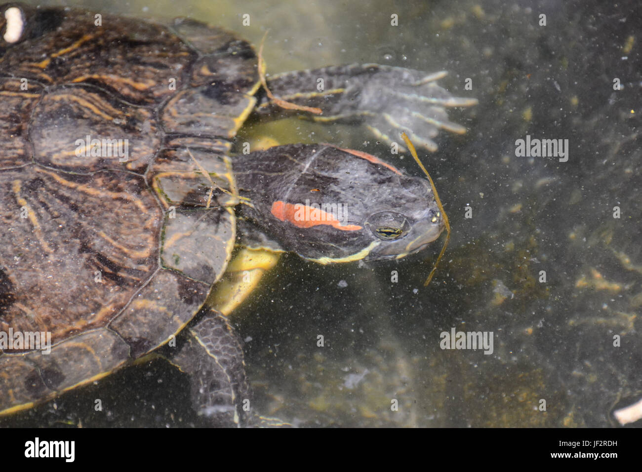Common pond slider hi-res stock photography and images - Alamy