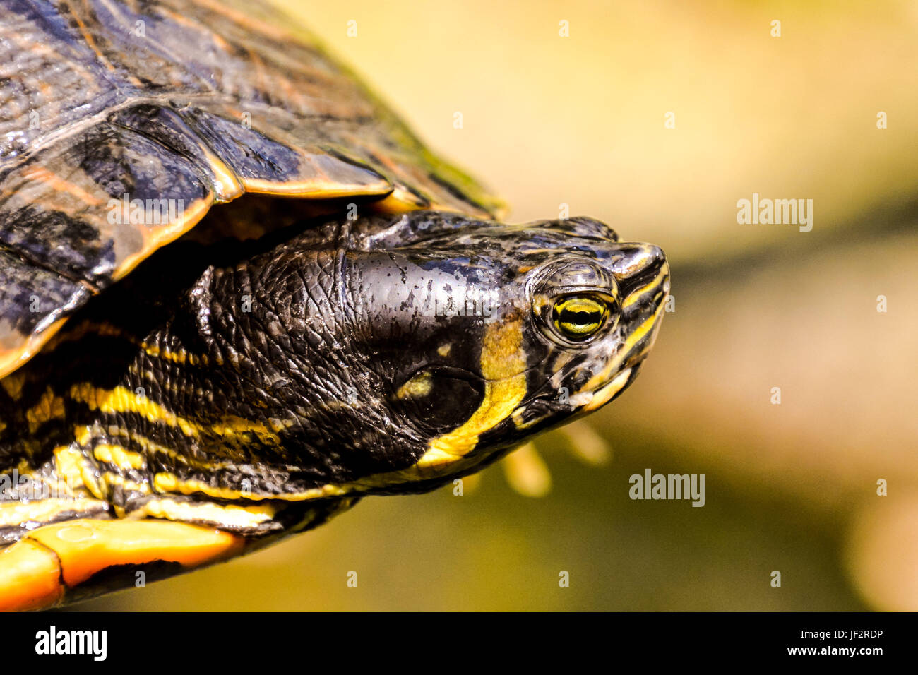 Common slider turtle hi-res stock photography and images - Alamy