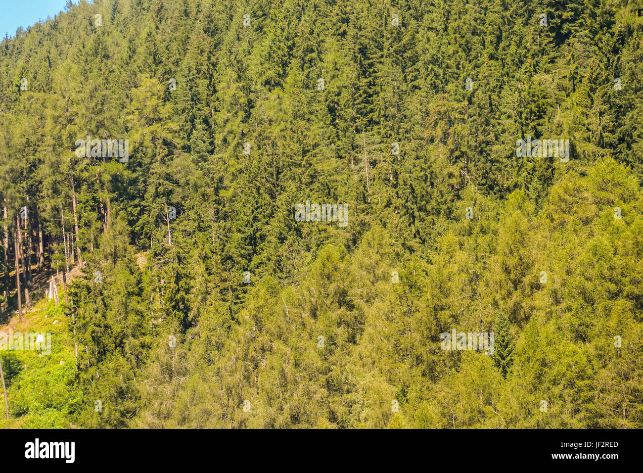 Forest seamless pattern texture background Stock Photo - Alamy