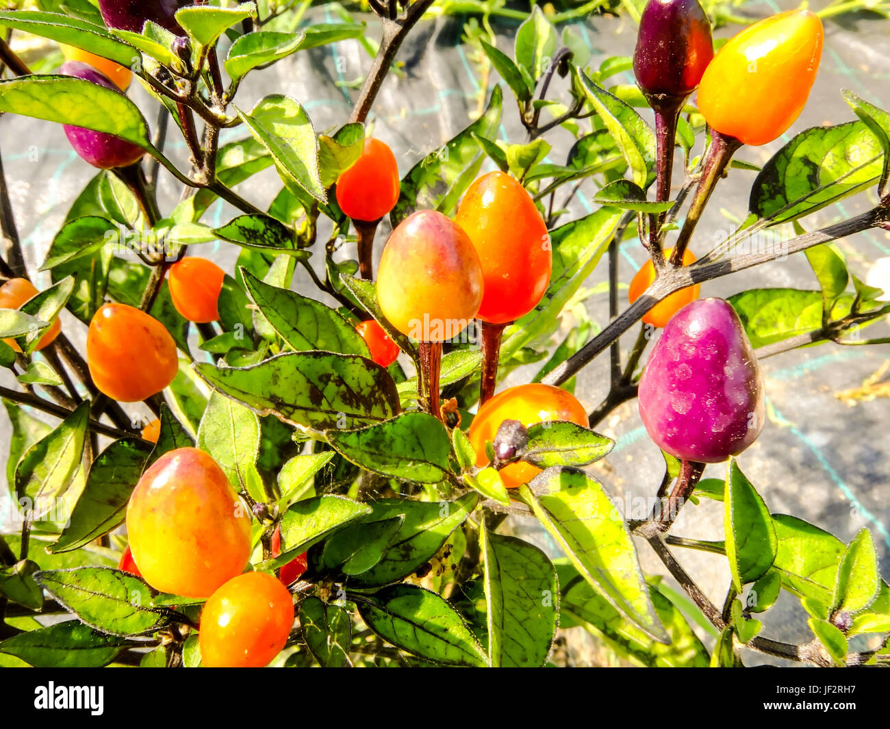 Multicolored chili pepper plant Stock Photo - Alamy
