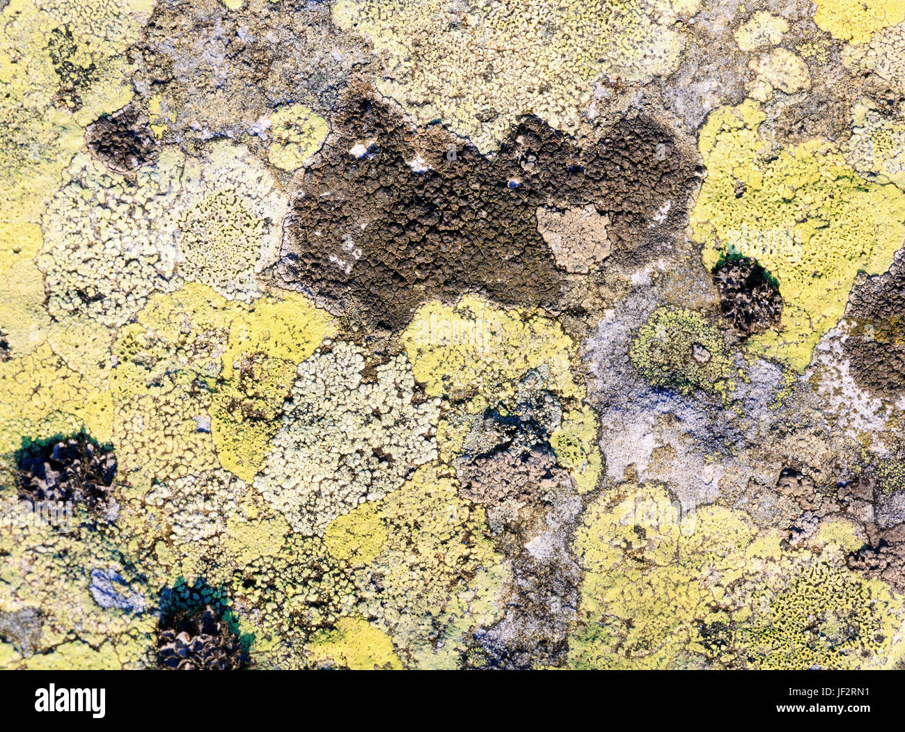 Stone with lichen (background Stock Photo - Alamy