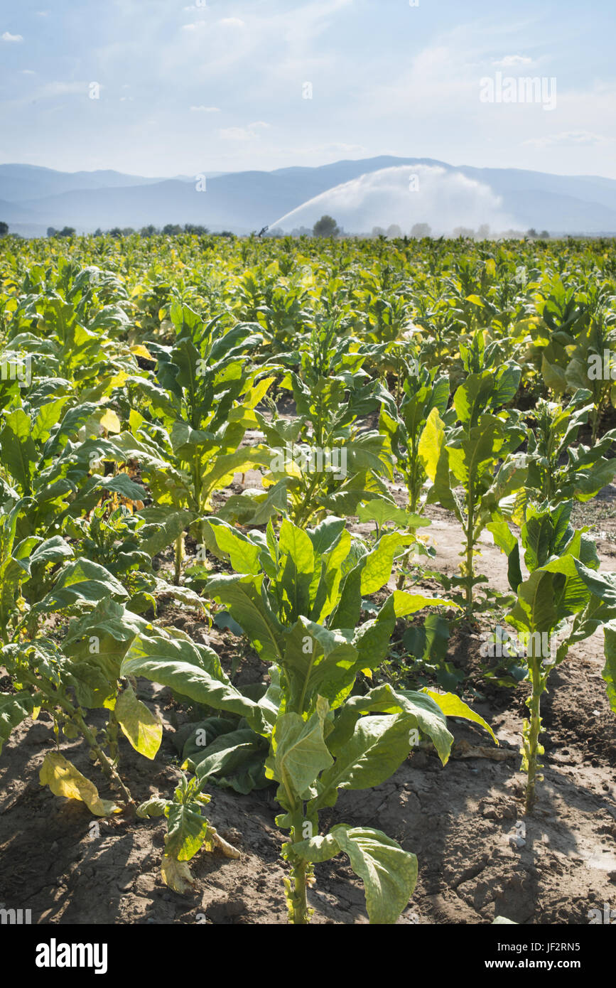 Tobacco plantation and irrigation Stock Photo - Alamy