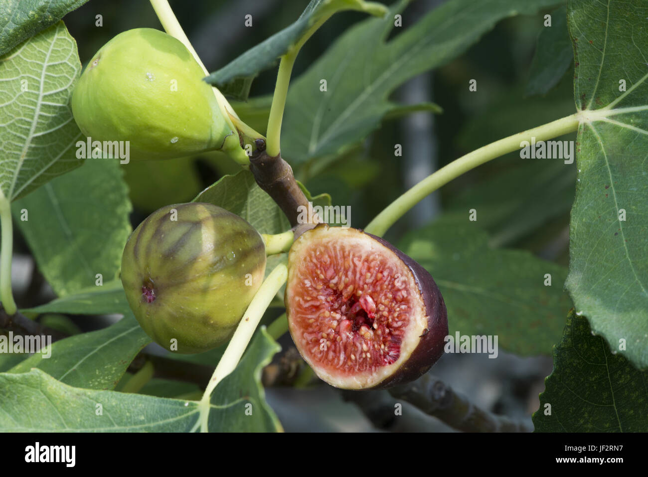 Fig on tree between the leaves Stock Photo - Alamy