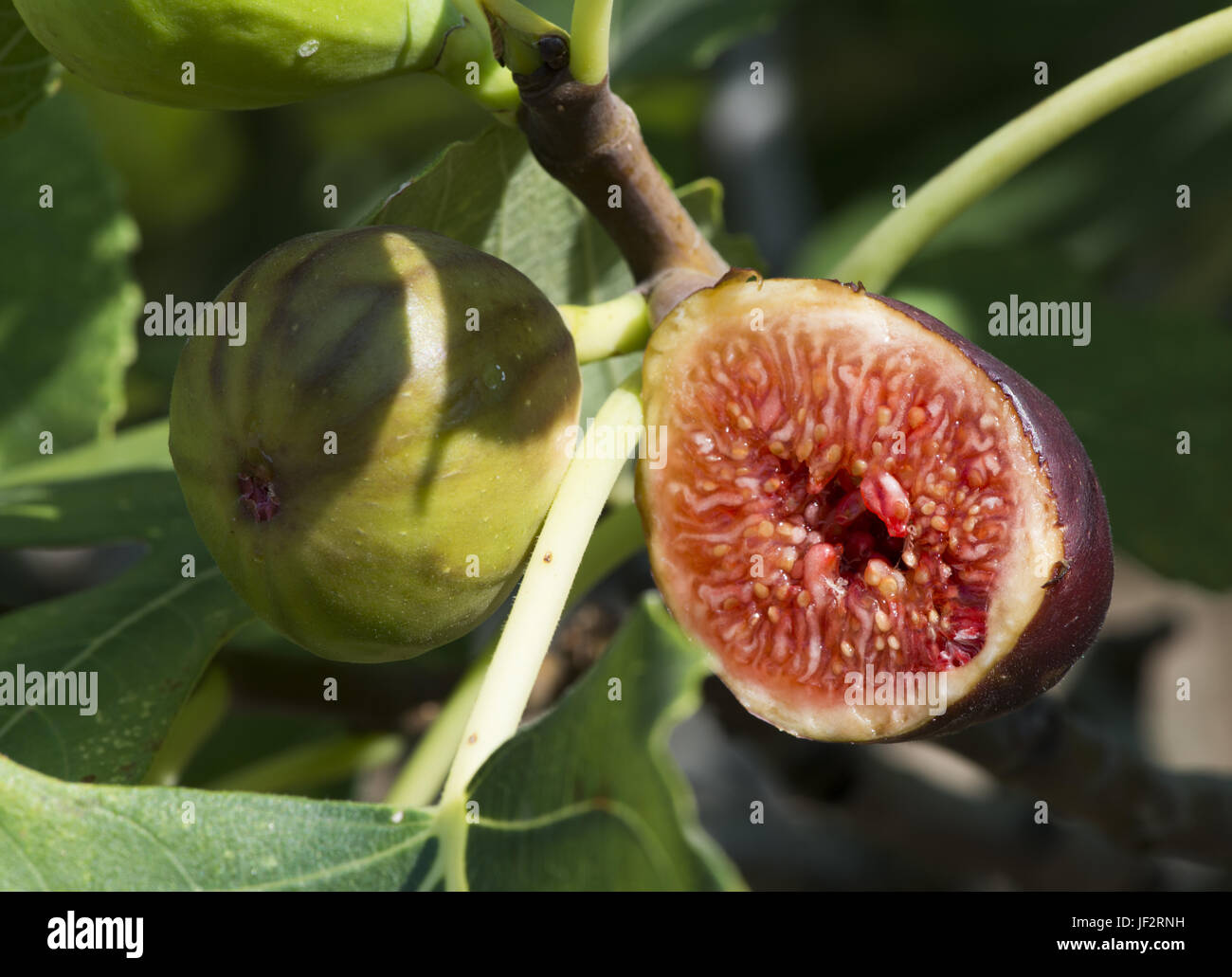 Fig on tree between the leaves Stock Photo - Alamy