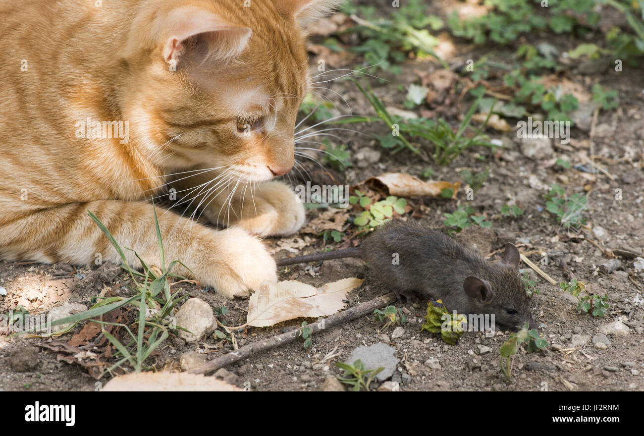 Cat and mouse in garden Stock Photo - Alamy