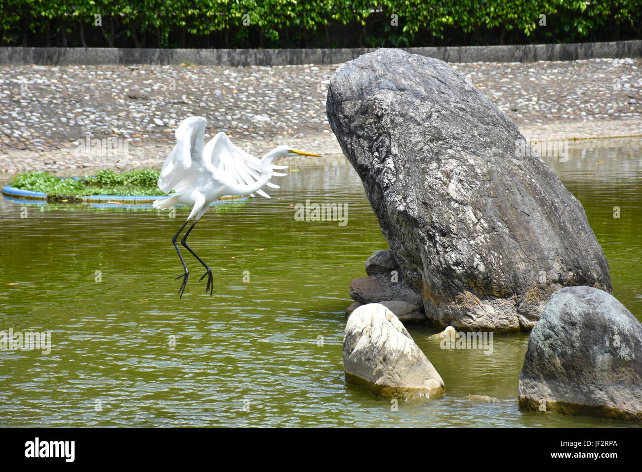 White crane flying to rock after eating fish in pond, trying to get ...