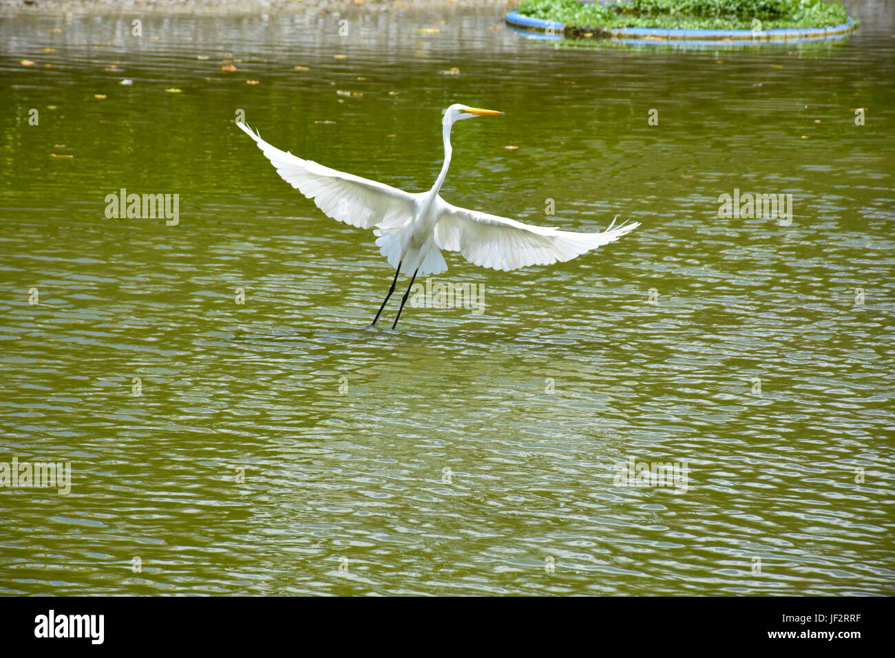 Crane with wings spread hi-res stock photography and images - Alamy
