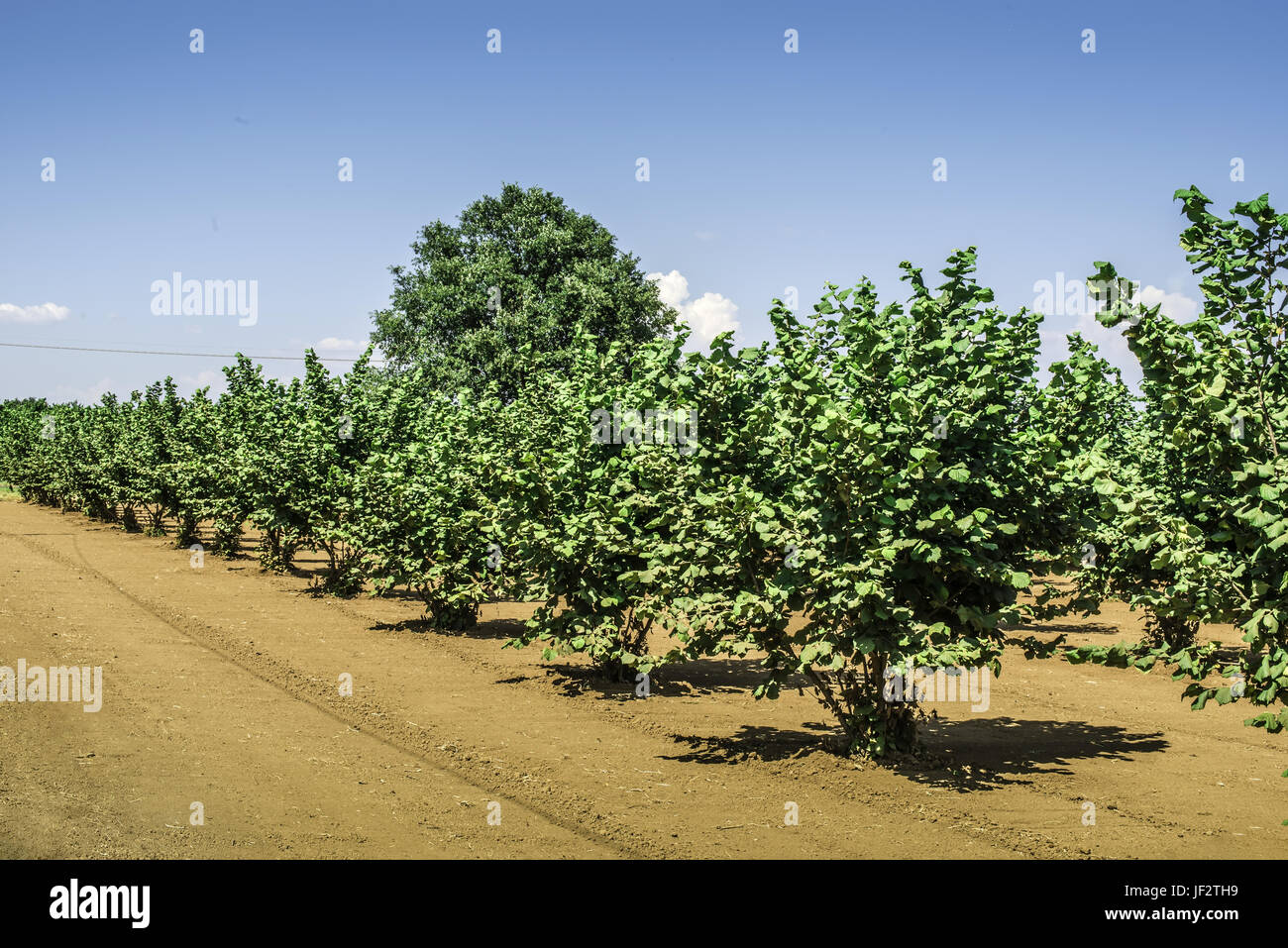Hazel tree plantation Stock Photo - Alamy
