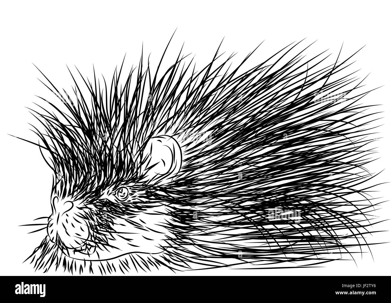 isolated, animal, mammal, wild, rodent, illustration, prickly, needle ...