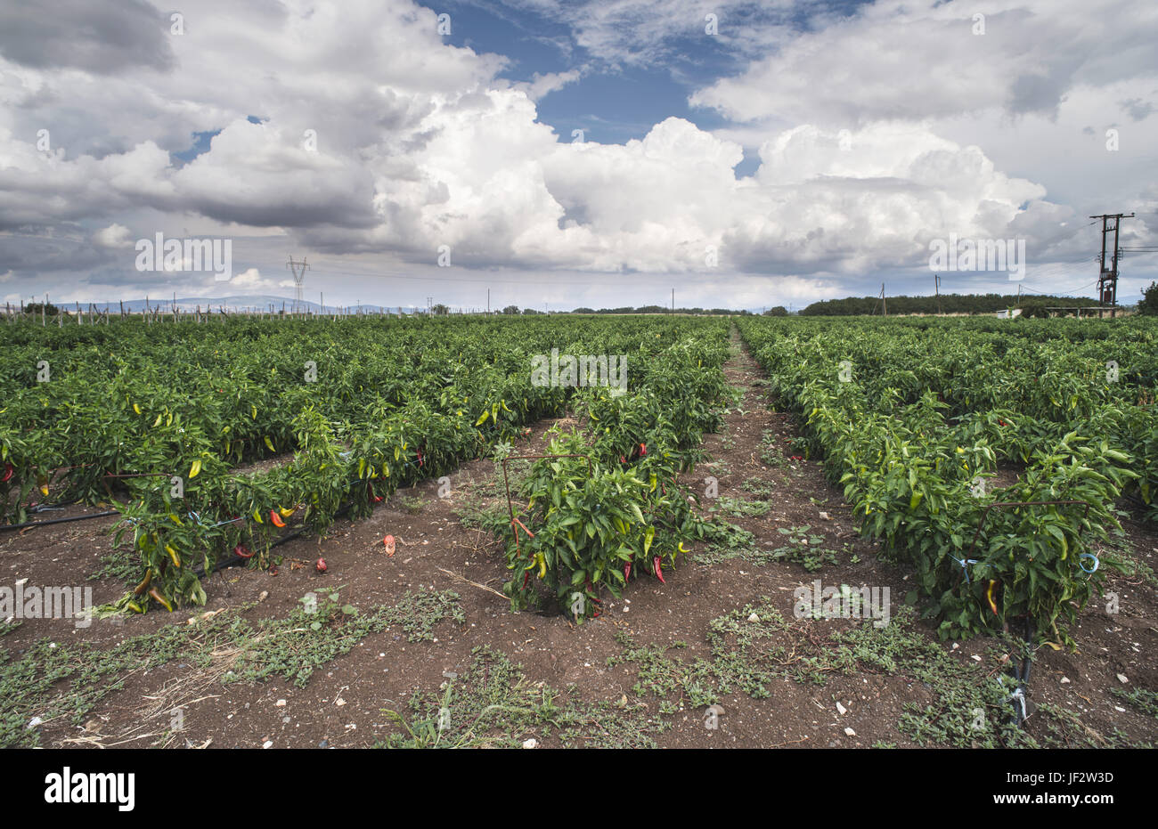 Bell pepper plantations hi-res stock photography and images - Alamy