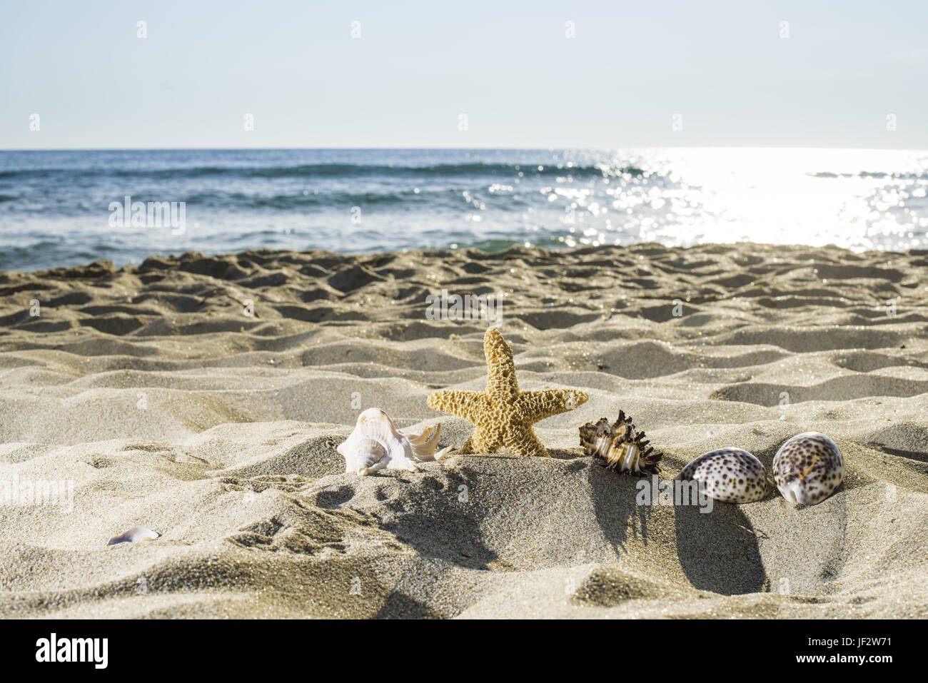 Shells on the beach Stock Photo - Alamy