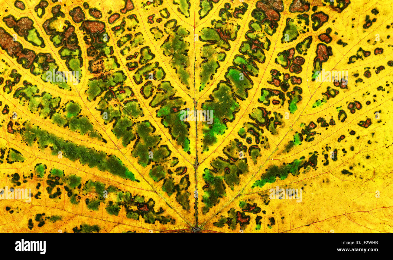 Vine texture hi-res stock photography and images - Alamy