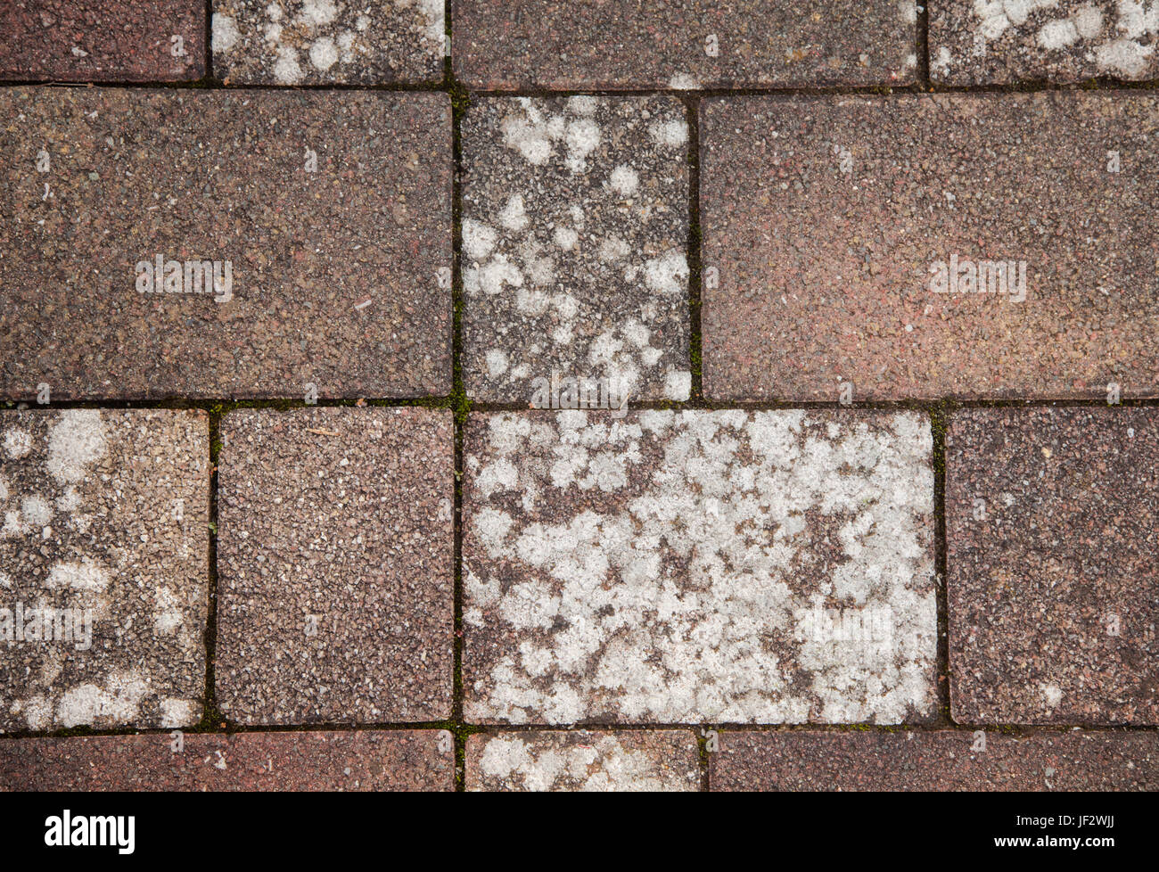 Pavement with mold on the rocks. Not treated preparations Stock Photo ...