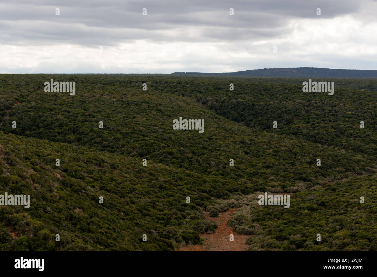 Bushy path hi-res stock photography and images - Alamy