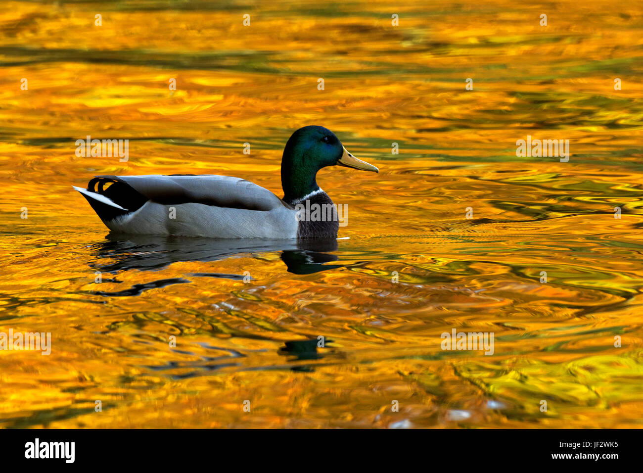 Mallard in a pond in golden october Stock Photo - Alamy