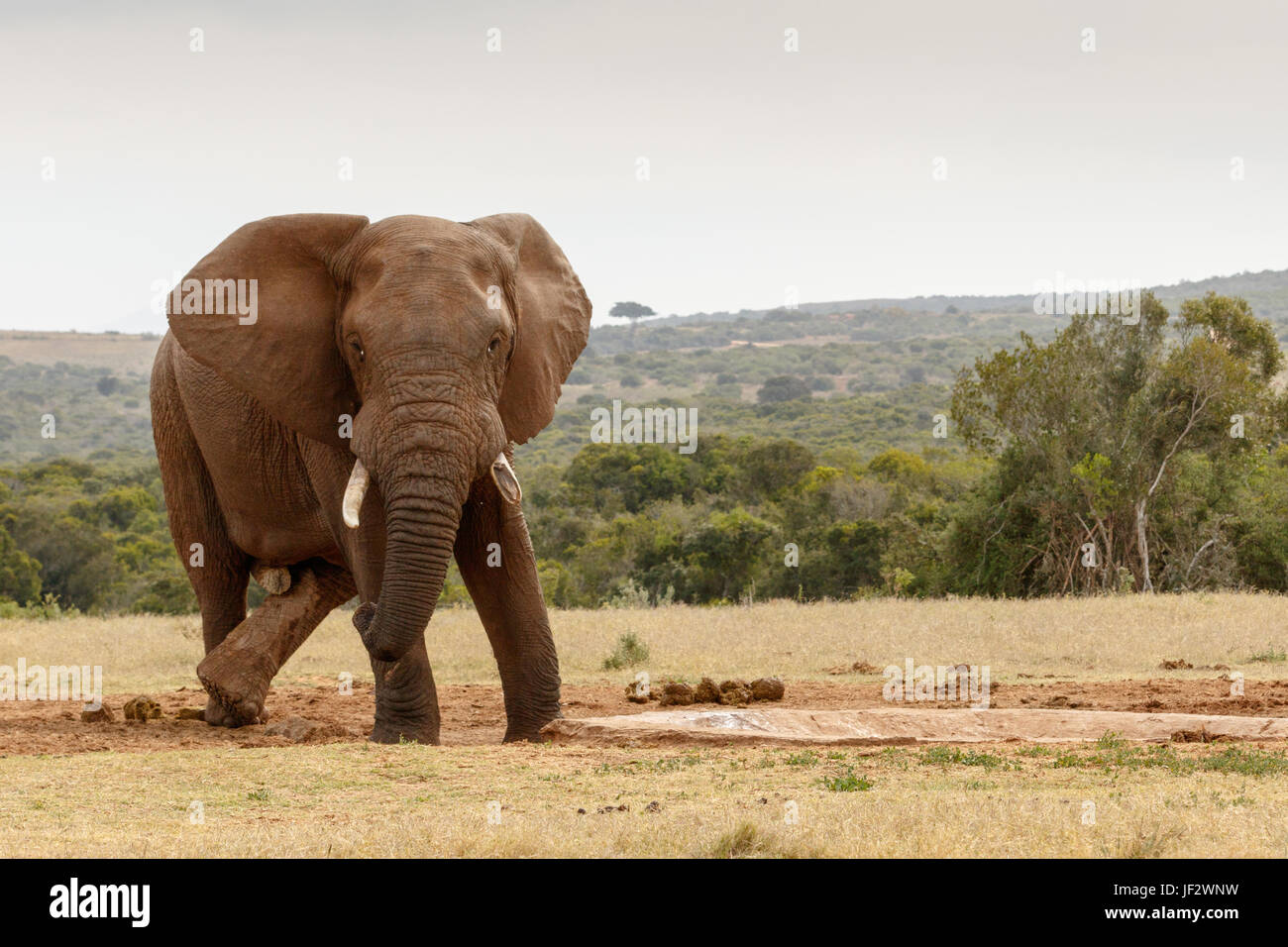 Elephant legs hi-res stock photography and images - Alamy