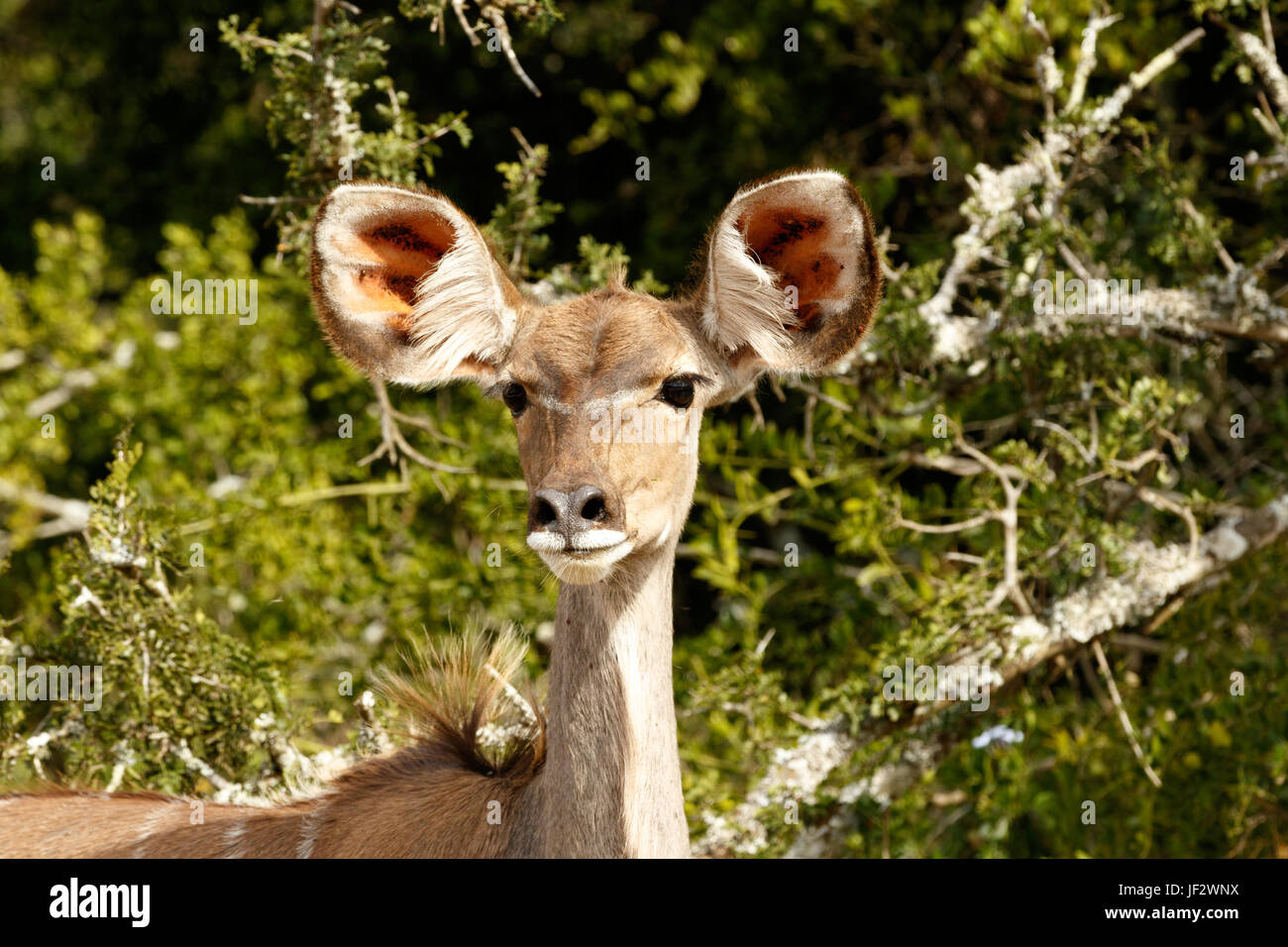 Male and female kudu hi-res stock photography and images - Alamy