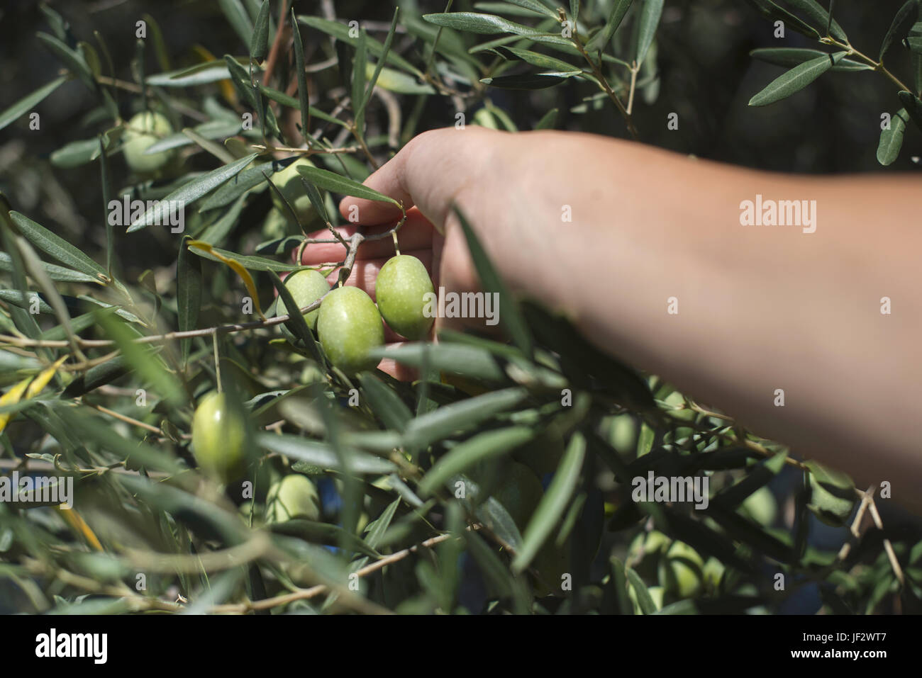 Hand holding olive branch Stock Photo - Alamy
